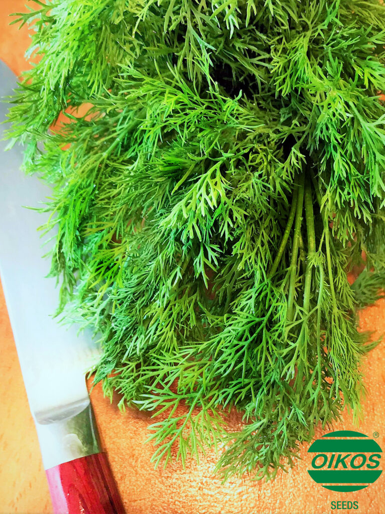 Dill - Oikos Seeds
